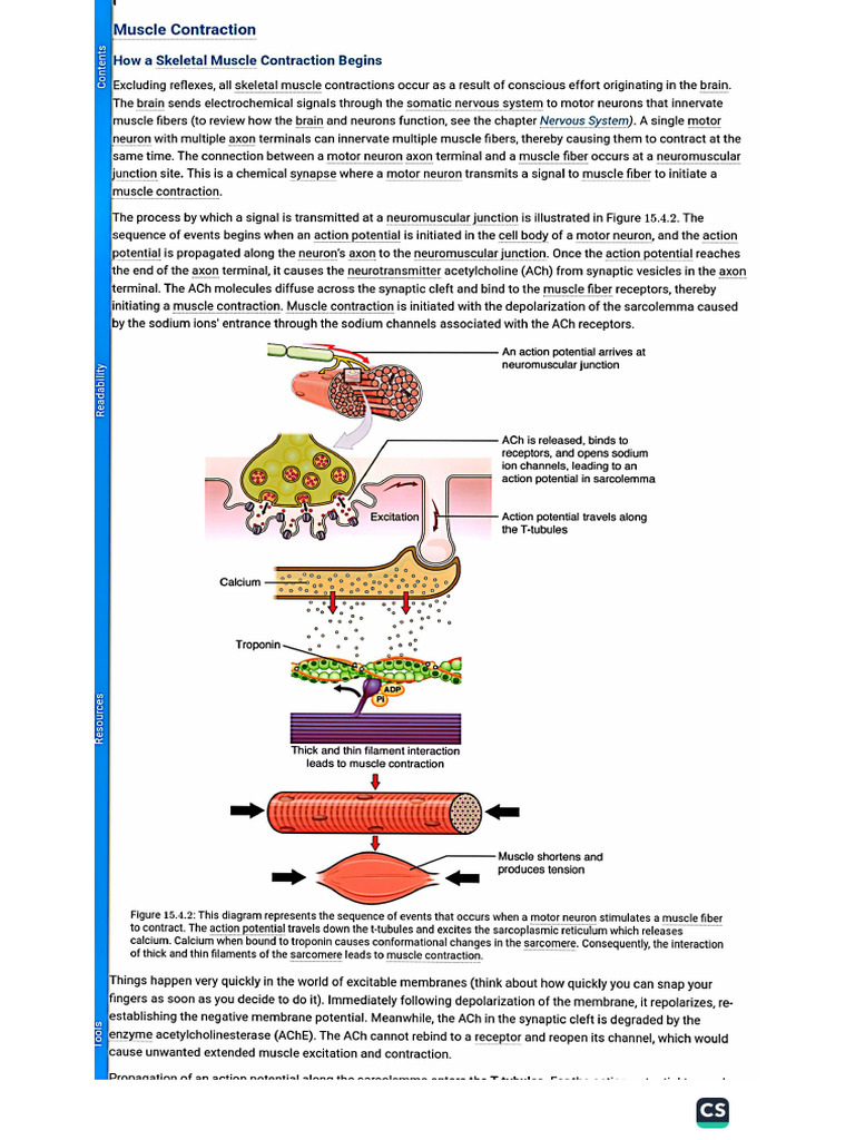 Muscle Contraction | PDF