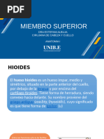 Surco Intertubercular del Húmero | PDF | Articulaciones | Anatomía humana