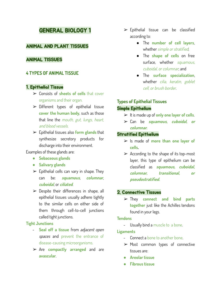 Animal and Plant Tissues Reviewer (Gen Bio 1) | PDF | Epithelium ...