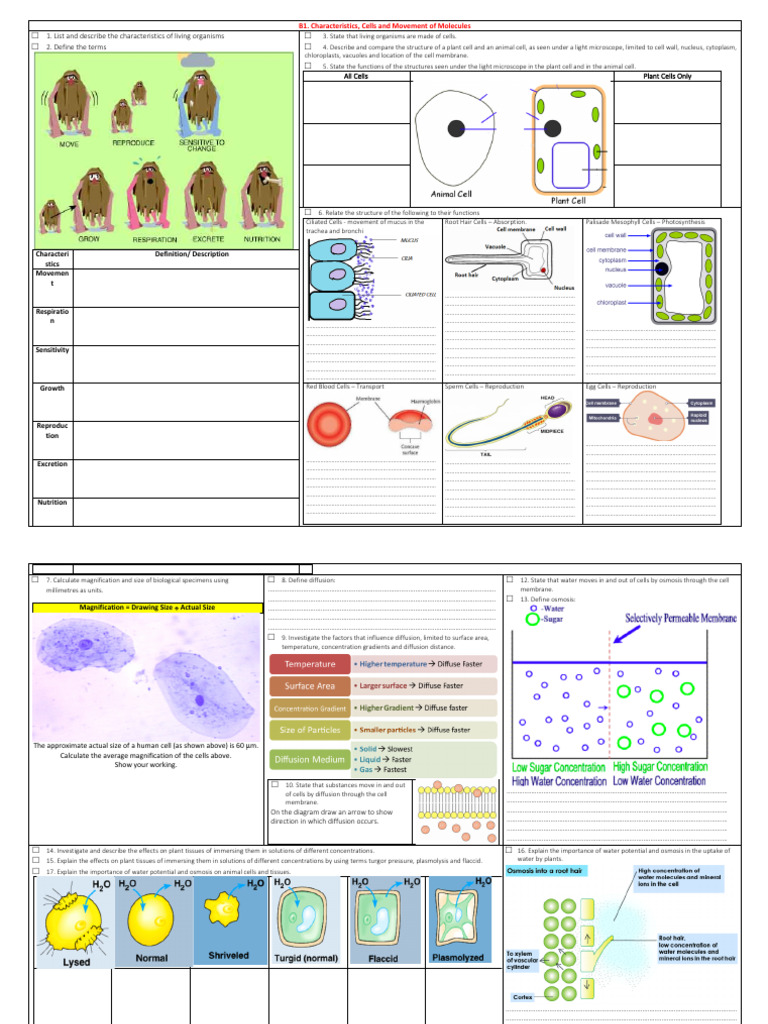B01. Characteristics, Cells and Movement of Molecules REVISION SUMMARY ...