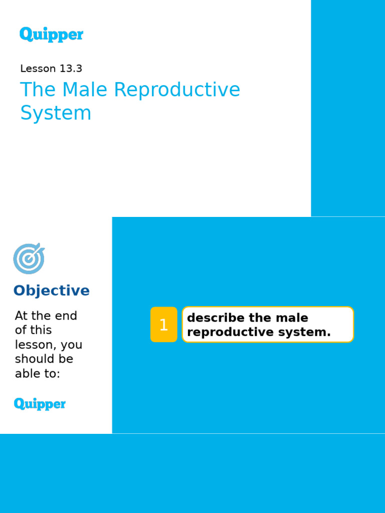 Science 10 13.3 The Male Reproductive System | PDF | Testicle | Animal ...