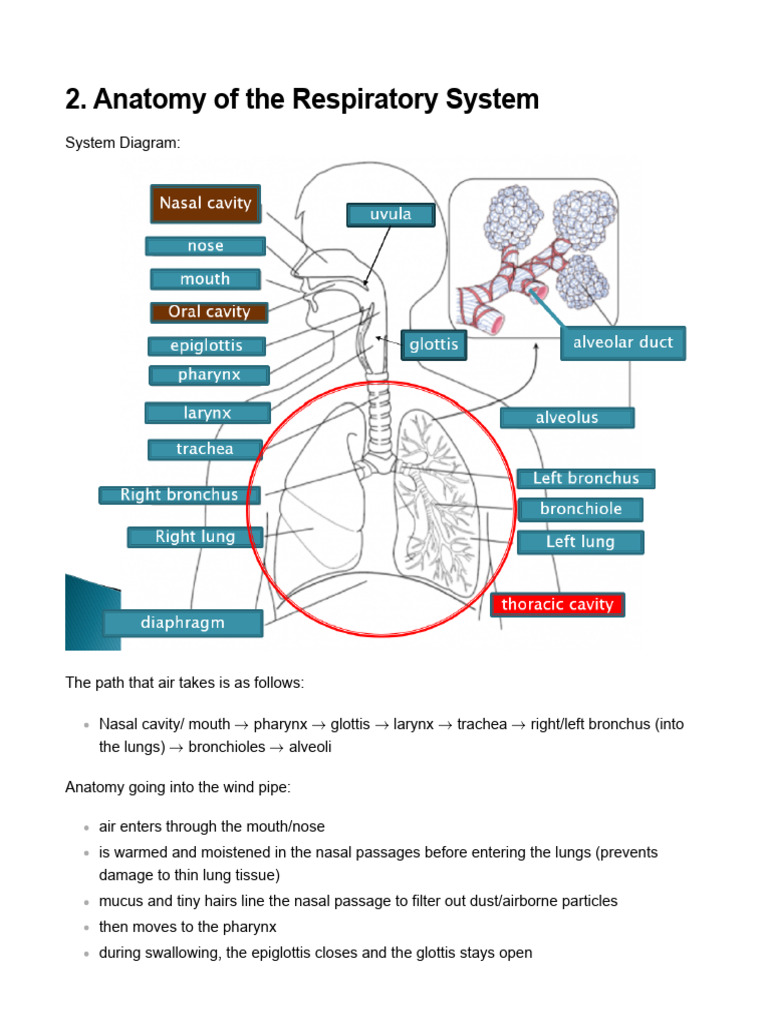 Anatomy of The Respiratory System | PDF