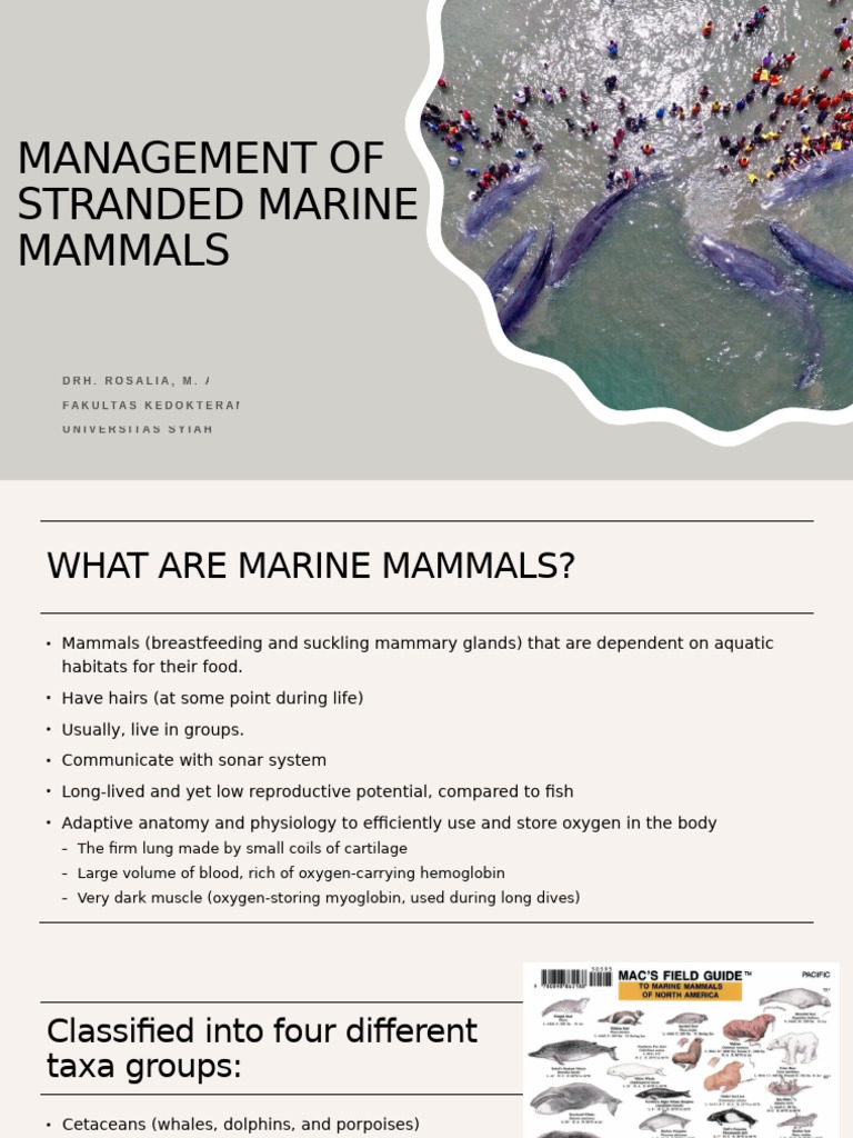 Managing Stranded Marine Mammals | PDF | Marine Mammals | Cetacea