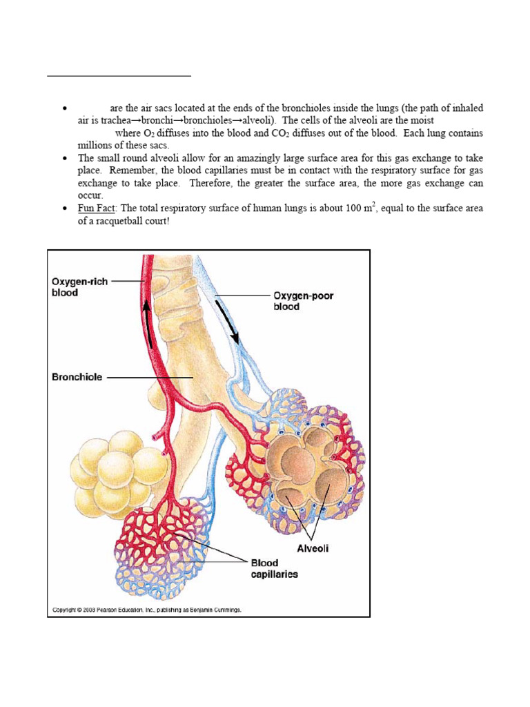 Alveoli and Villi: Maximizing Surface Area | PDF