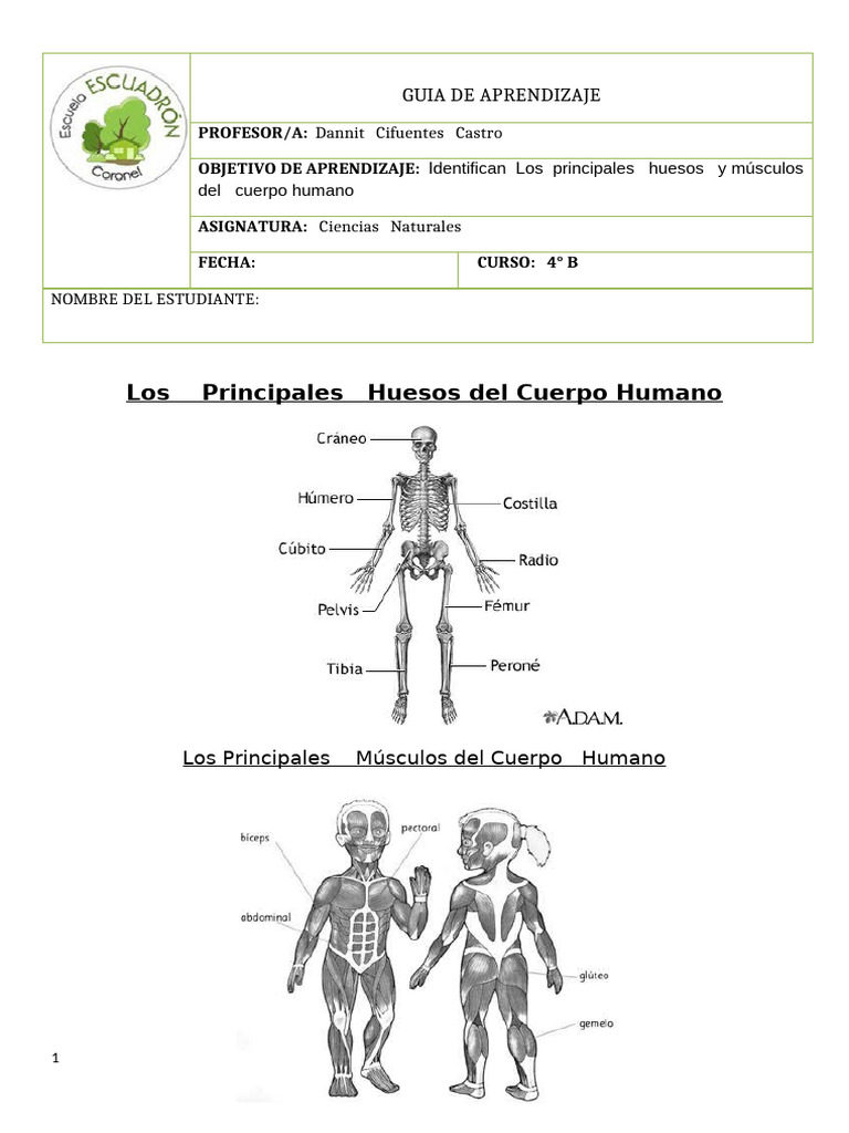 Huesos y Músculos del Cuerpo Humano | PDF