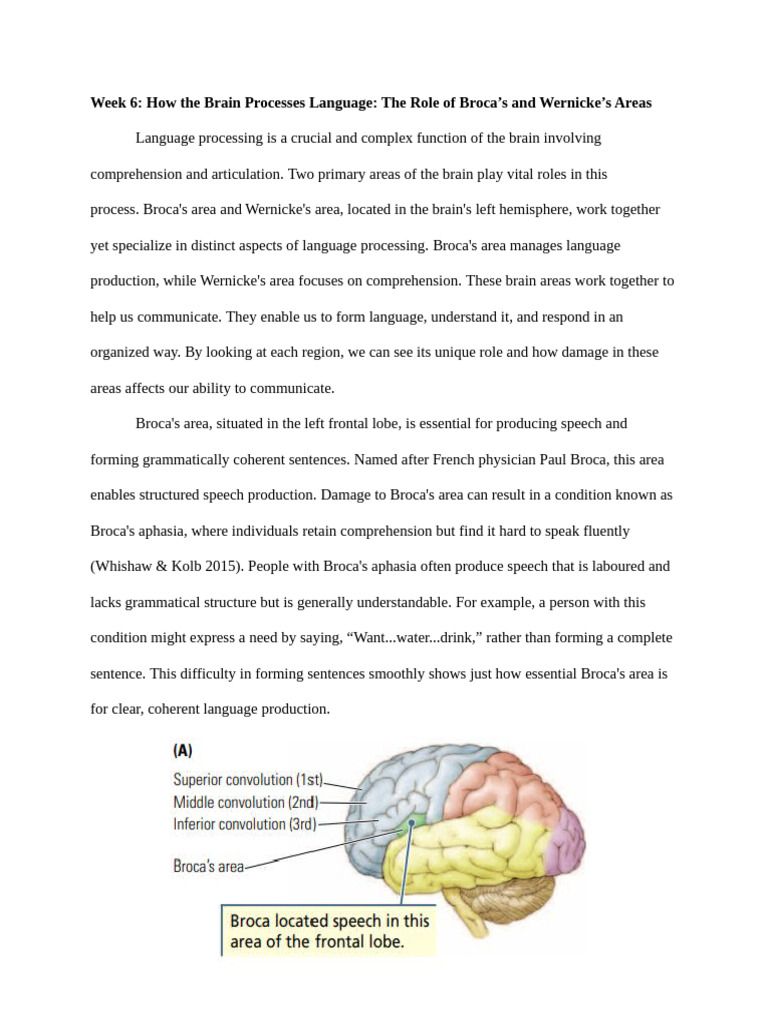Brain Language Pdf Speech Lateralization Of Brain Function