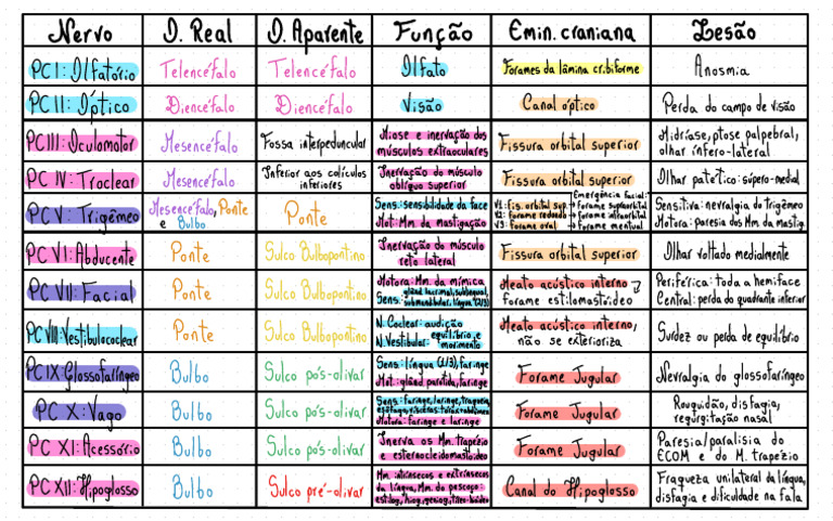 Funções dos Pares Cranianos | PDF | Anatomia humana | Sistema nervoso