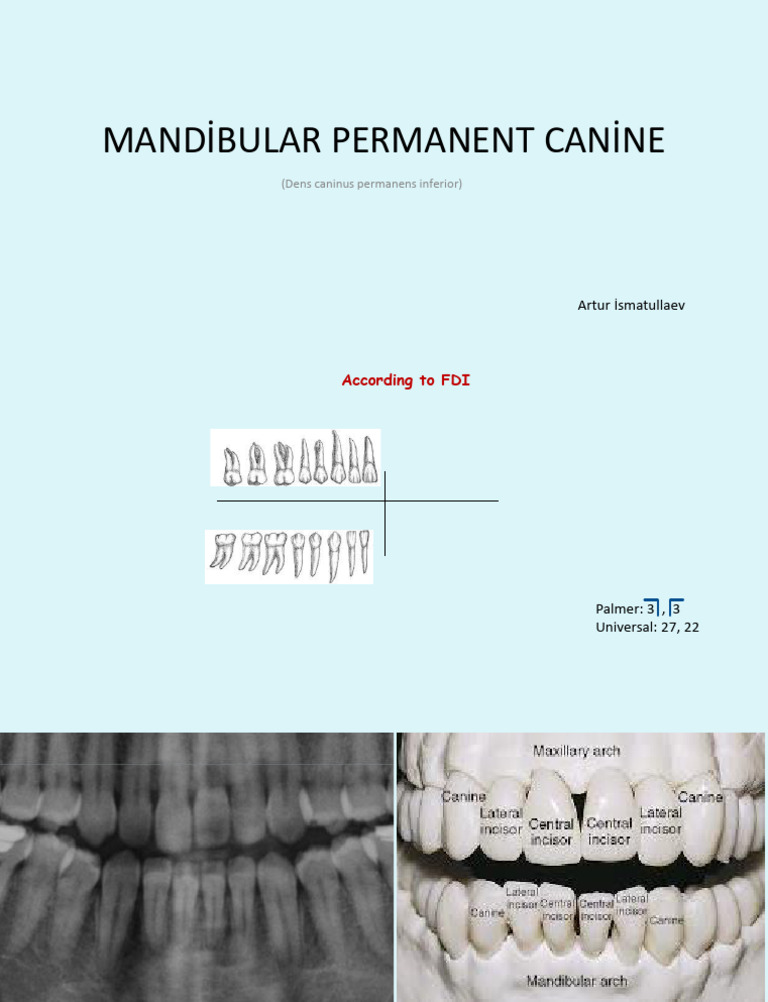 Dental Anatomy: Mandibular Canine | PDF | Dental Anatomy | Tooth