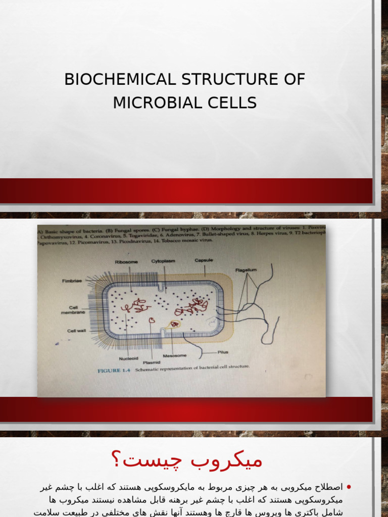 Biochemical Structure of Microbial Cells | PDF