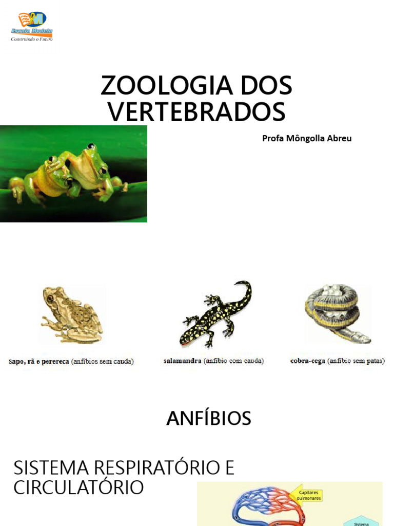 Zoologia dos Vertebrados: Anfíbios e Répteis | PDF
