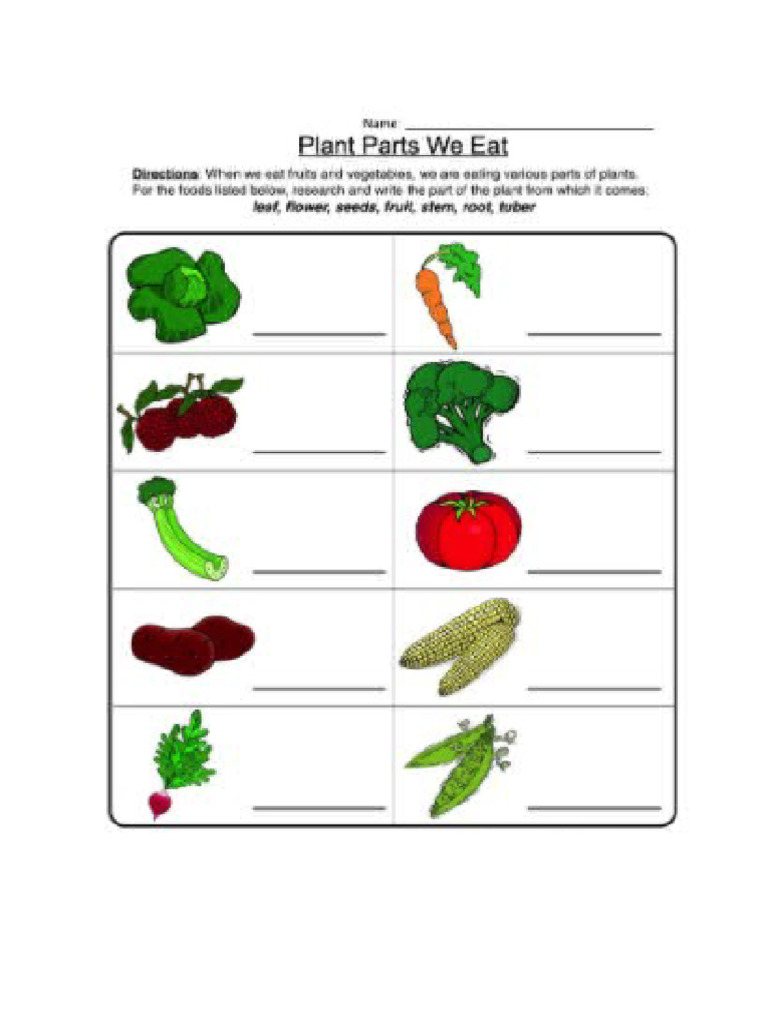 Plant We Eat | PDF