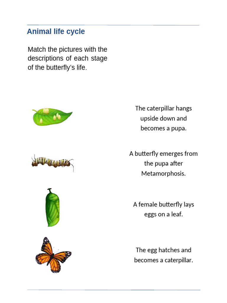 life cycle worksheet | PDF