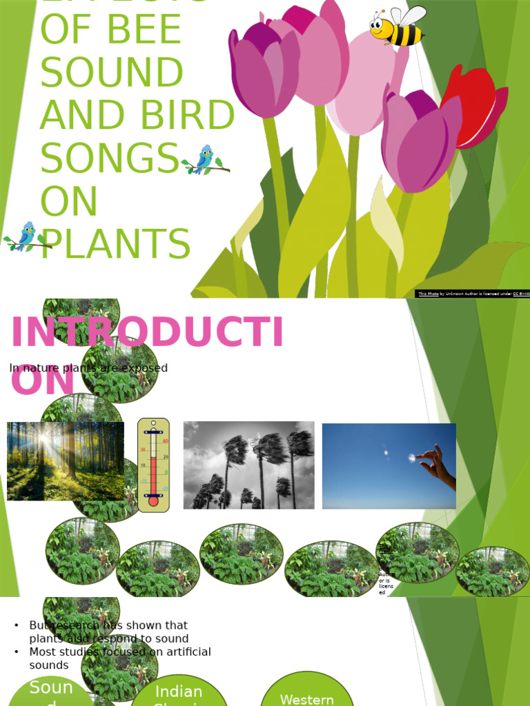 Effects of Bees Sound and Bird Songs On | PDF | Sound | Botany