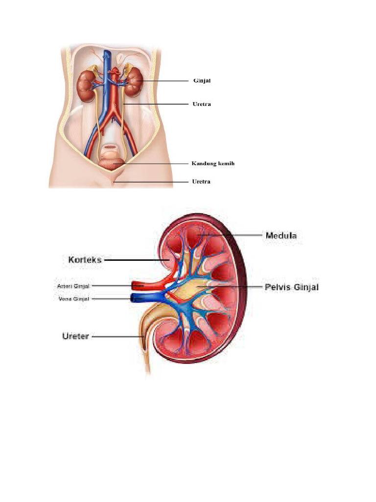 Gambar Ginjal | PDF