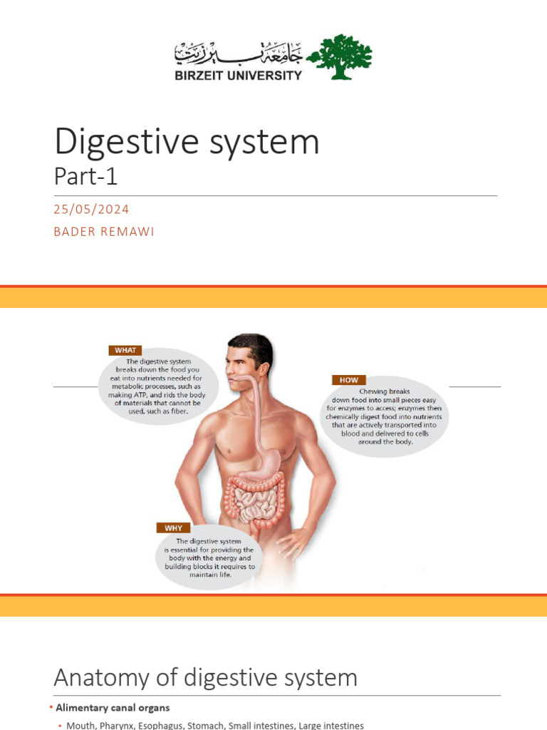 PART 1 Digestive System | PDF | Stomach | Human Digestive System