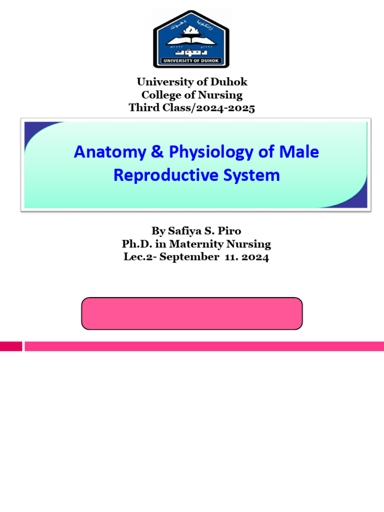 Anatomy and Function of Male Reproductive System | PDF | Testicle ...