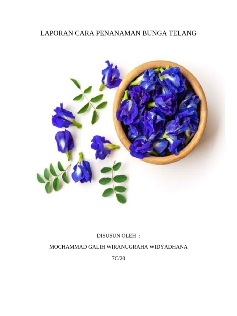 Laporan Cara Penanaman Bunga Telang | PDF