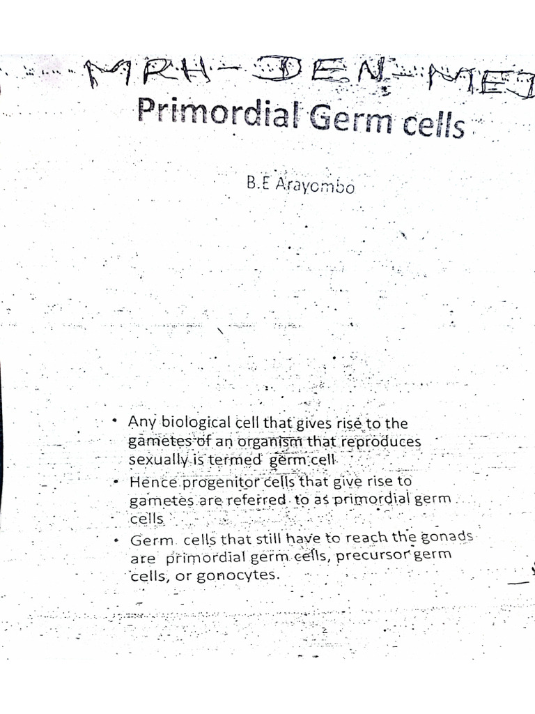 1. Primordial Germ Cells | PDF