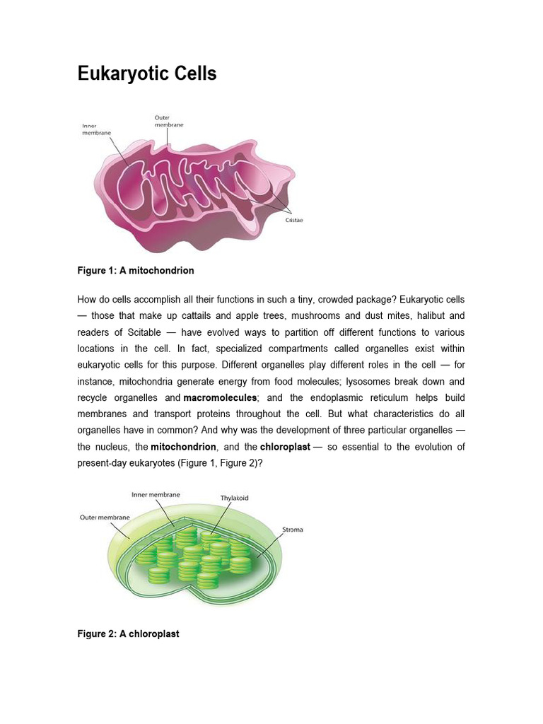 Eukaryotic-Cells | PDF | Cell (Biology) | Organelle