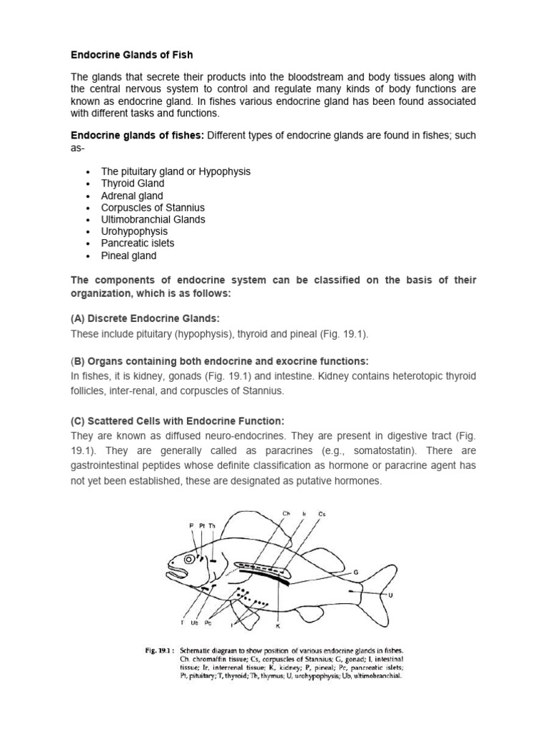 202003251324429668shelly Endocrine Glands of Fish | PDF | Endocrine ...