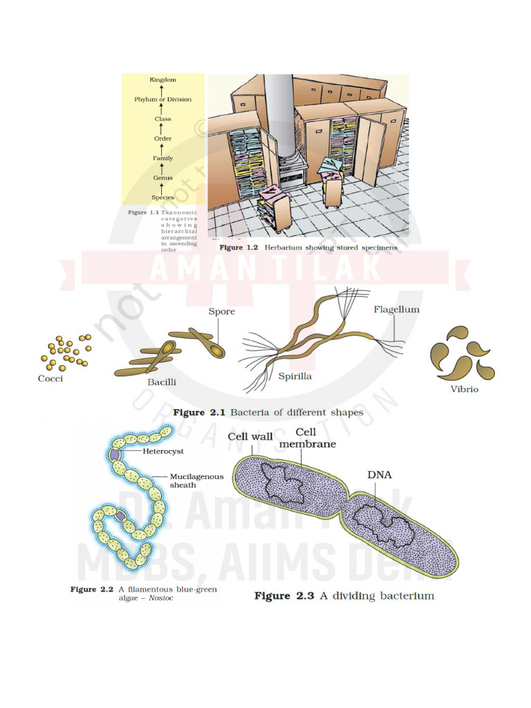 All Bio NCERT Diagrams Compiled_230910_120523 (1) | PDF