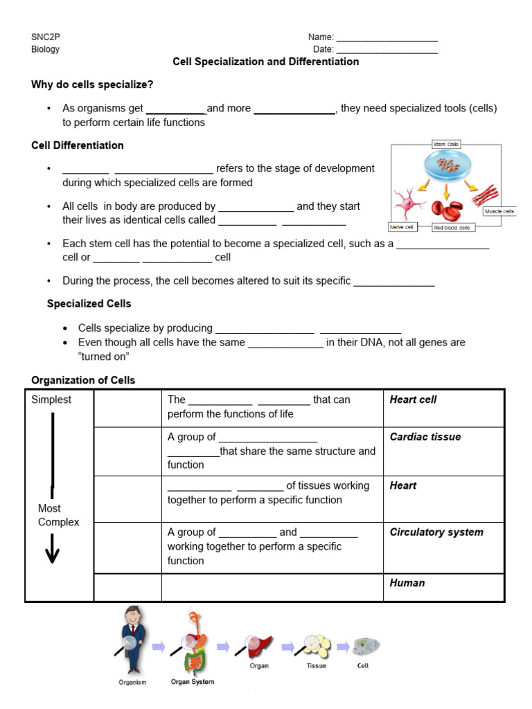 Cell Specialization and Organization | PDF | Cell (Biology) | Tissue ...