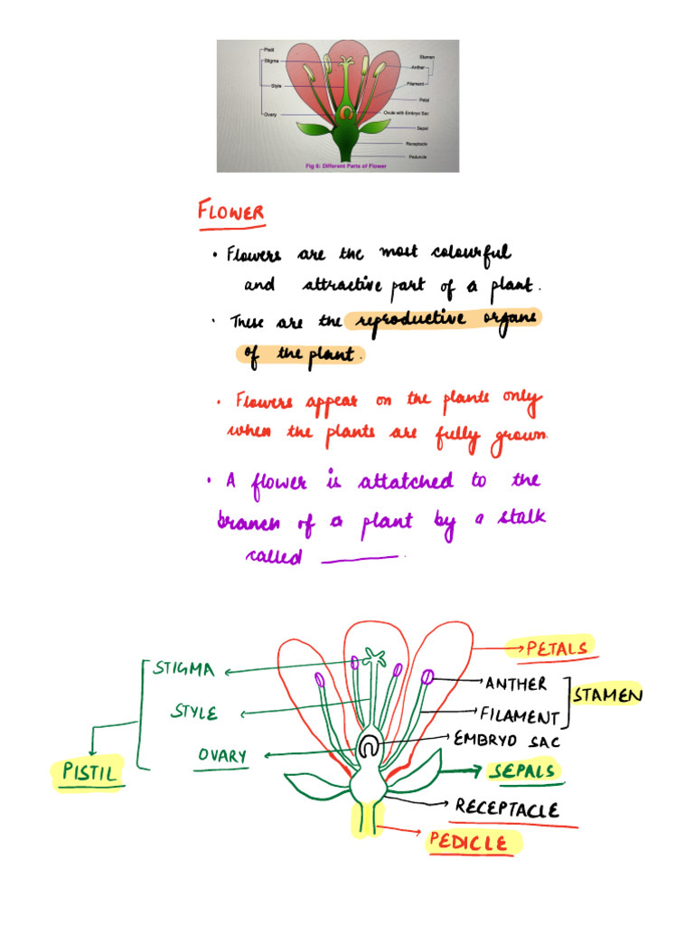 Note 5 Dec 2024 | PDF | Flowers | Reproductive System