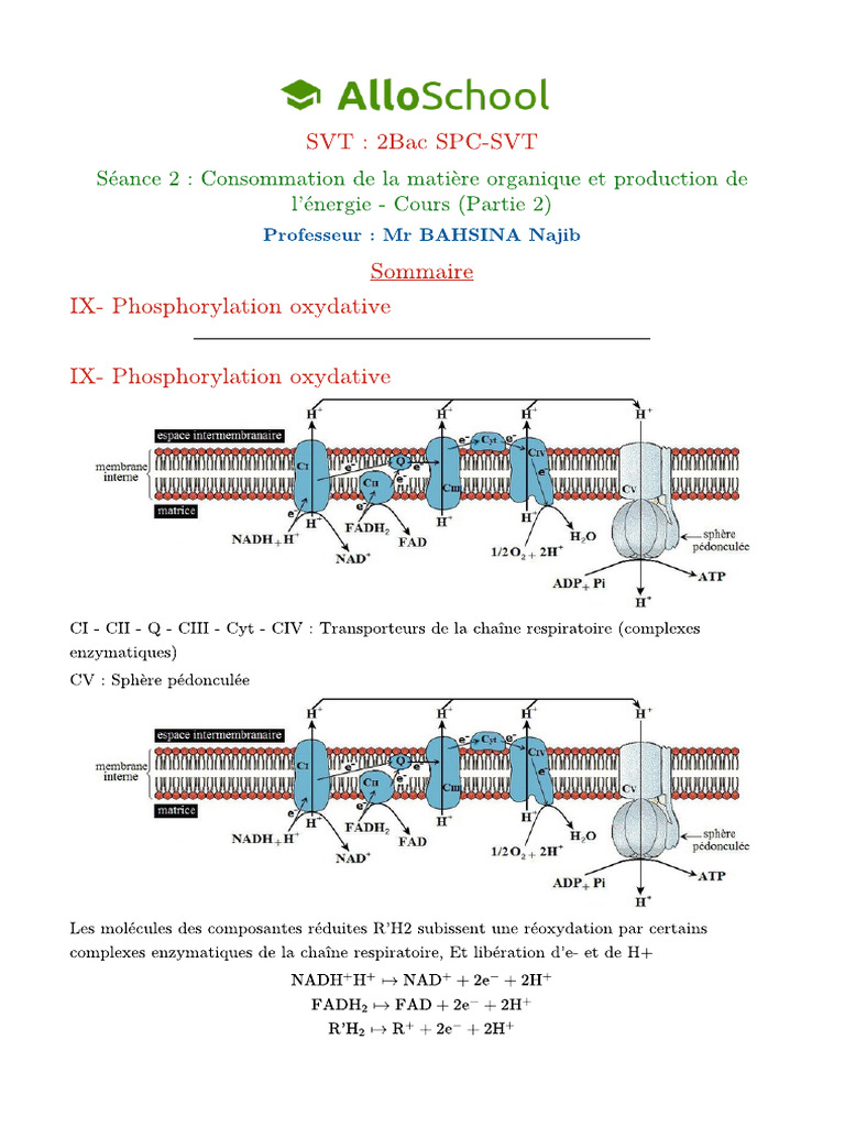 Seance 2 Consommation de La Matiere Organique Et Production de l ... Seance 2 Consommation de La Matiere Organique Et Production de l ...