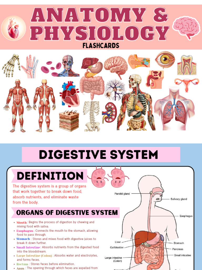 Anatomy Summary Flascards | PDF | Lung | Liver