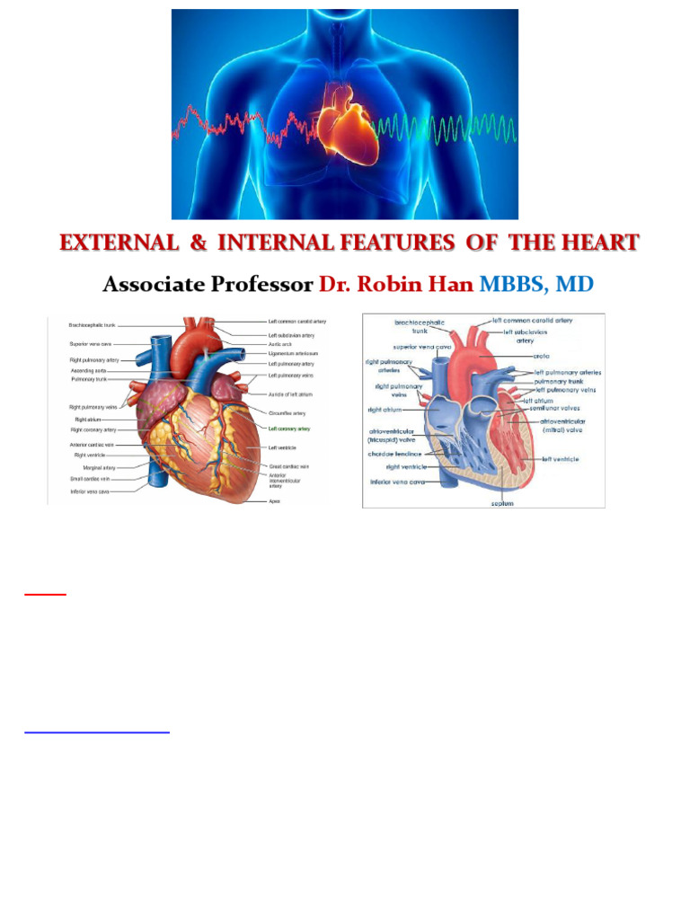 AL1 - Ext Int Features of Heart 2020 Online | PDF | Atrium (Heart ...