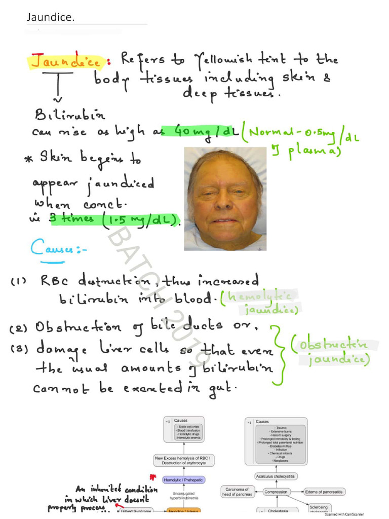 Jaundice | PDF