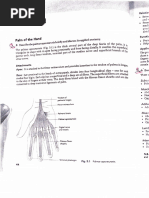 Palmar Hand Anatomy Overview | PDF | Hand | Musculoskeletal System