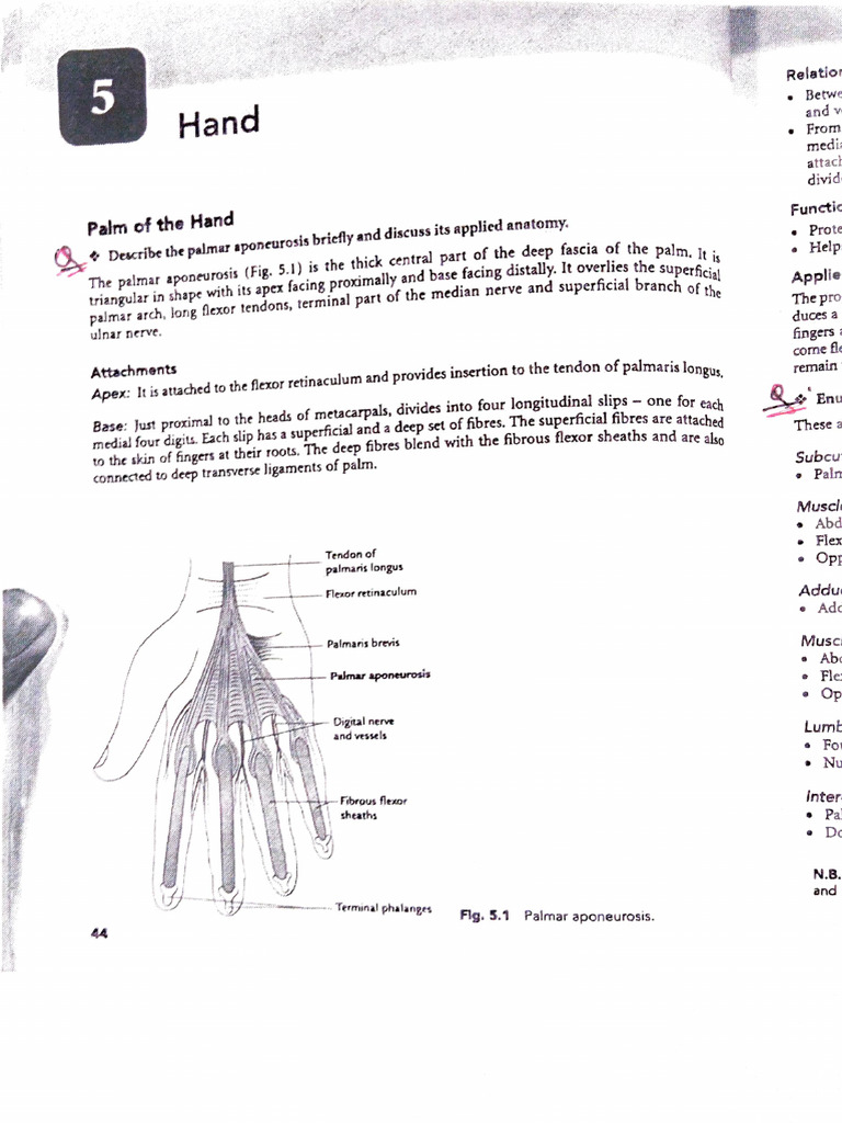 Anatomy and Function of the Palmar Aponeurosis | PDF | Thumb | Hand