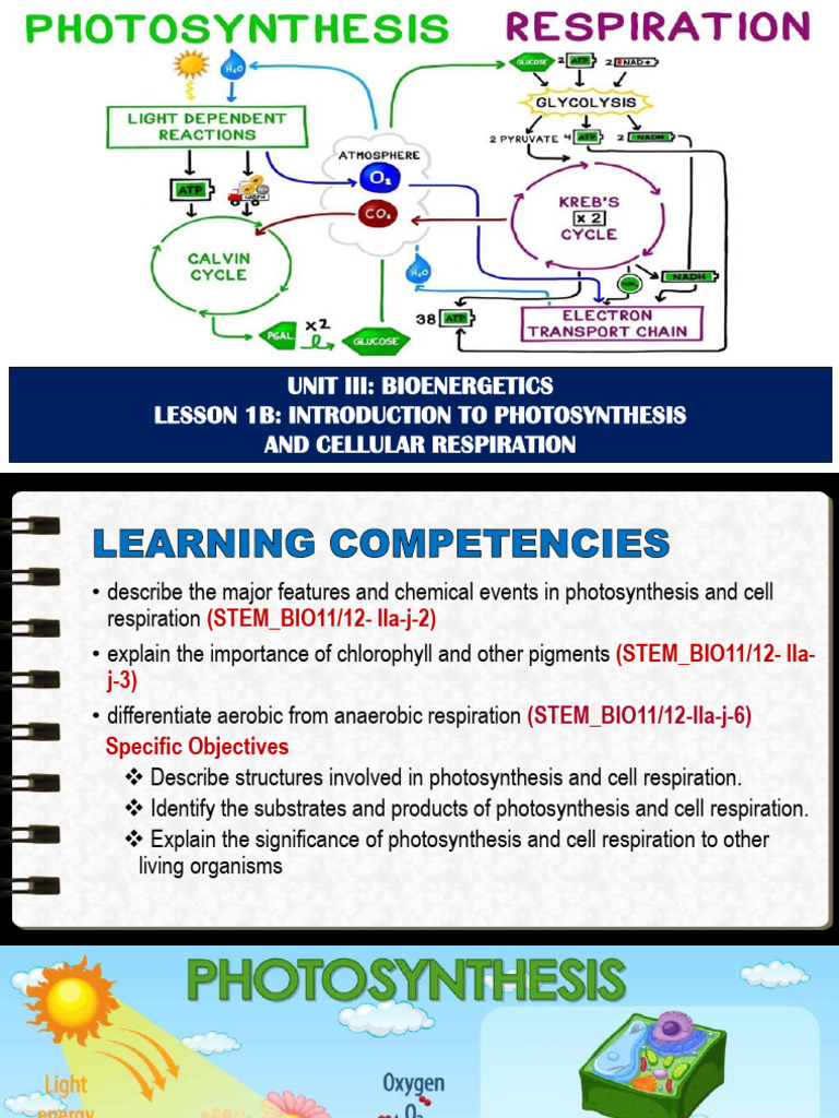Genbio Lec1b - Introduction To Photosynthesis and Cell Respiration | PDF | Diet & Nutrition ...