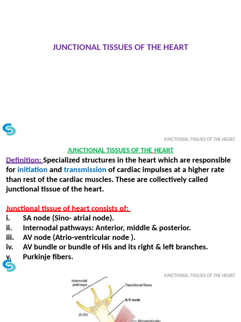 Junctional Tissues | PDF | Heart | Atrium (Heart)