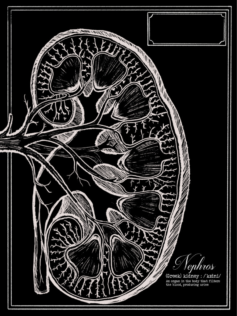 Conjunto de Capas Cor - Nephros | PDF