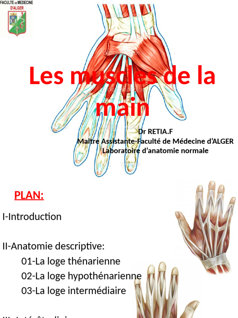 Anatomie des muscles de la main | PDF | Main | Tissu mou