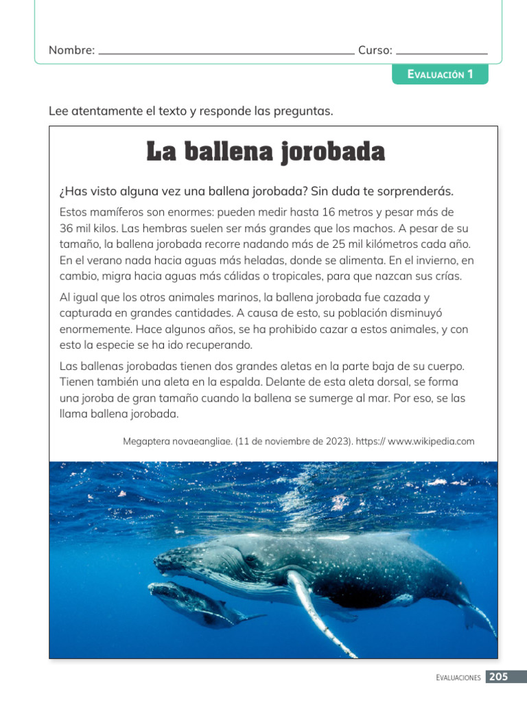 La Ballena Jorobada | PDF | Cetáceos