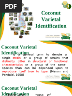 Coconut Varieties: Tall vs Dwarf | PDF | Coconut | Botany