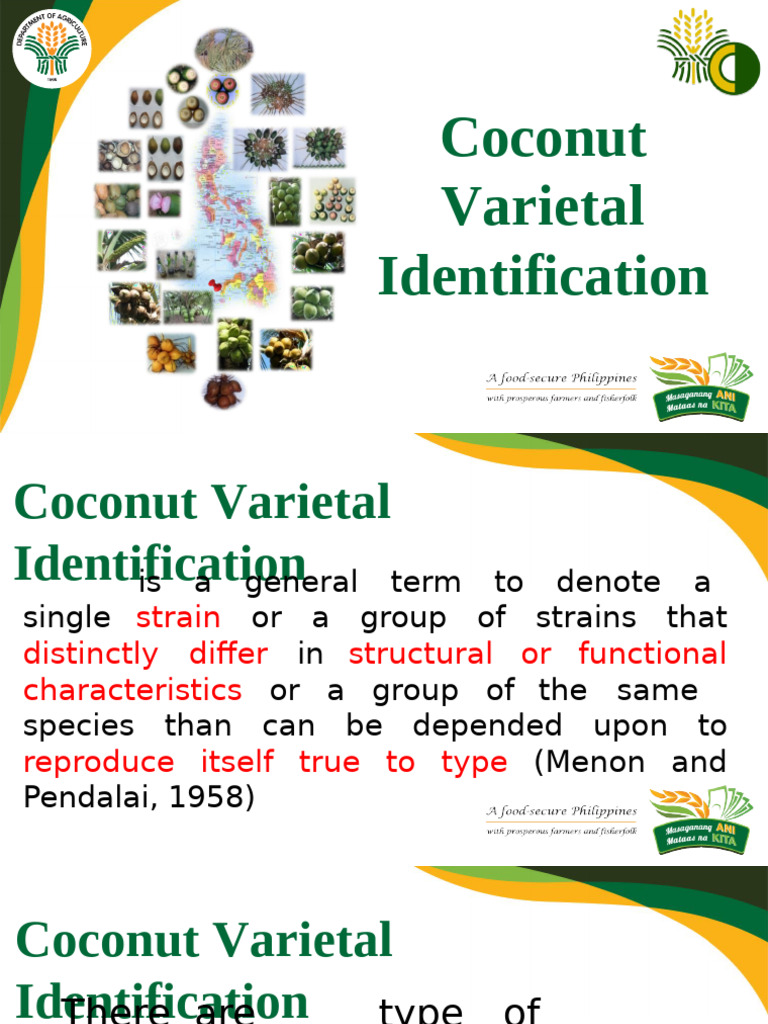 Coconut Varietal Identification | PDF | Coconut | Plants