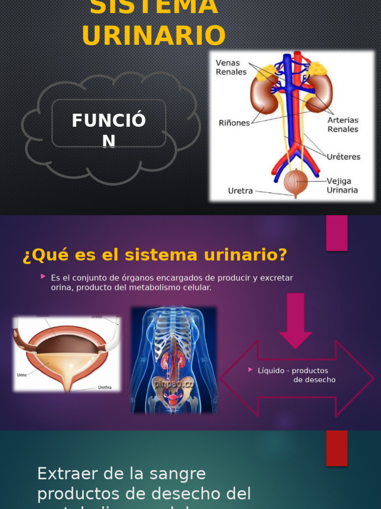 Sistema Urinario | PDF | Sistema urinario | Riñón