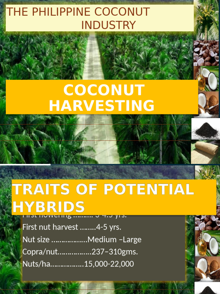 Harvesting of Seednuts | PDF | Coconut | Arecaceae