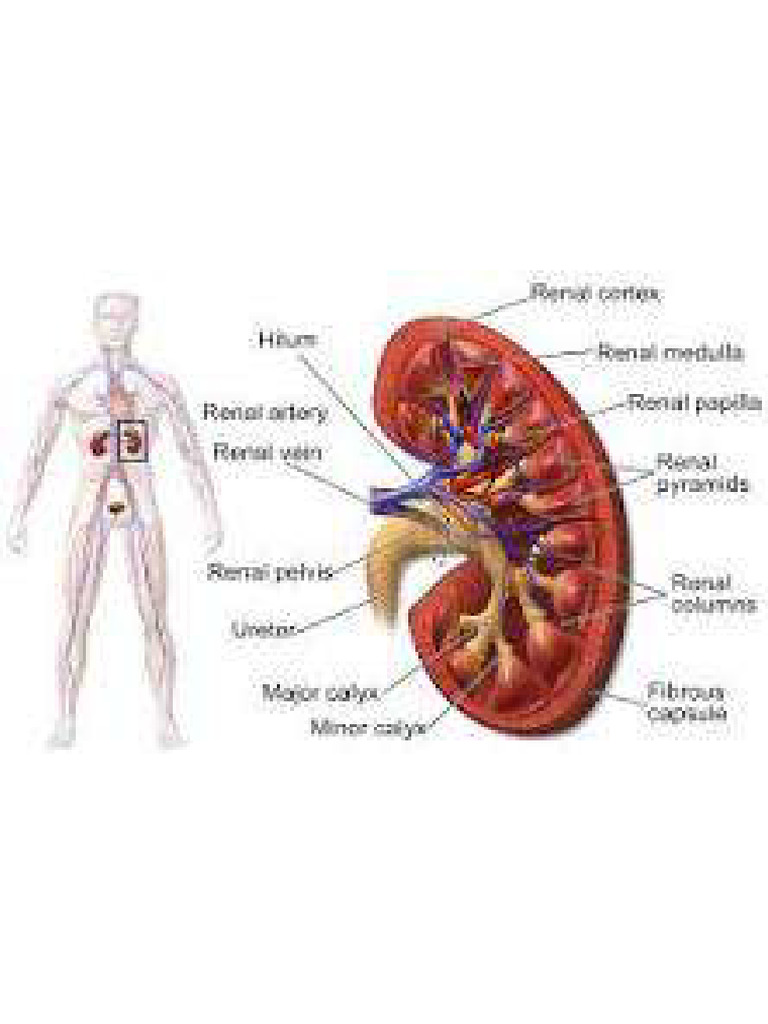 Struktur Ginjal | PDF