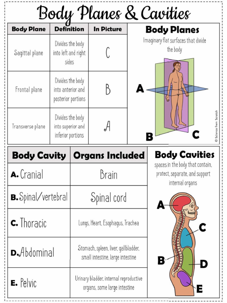 Body+Planes | PDF