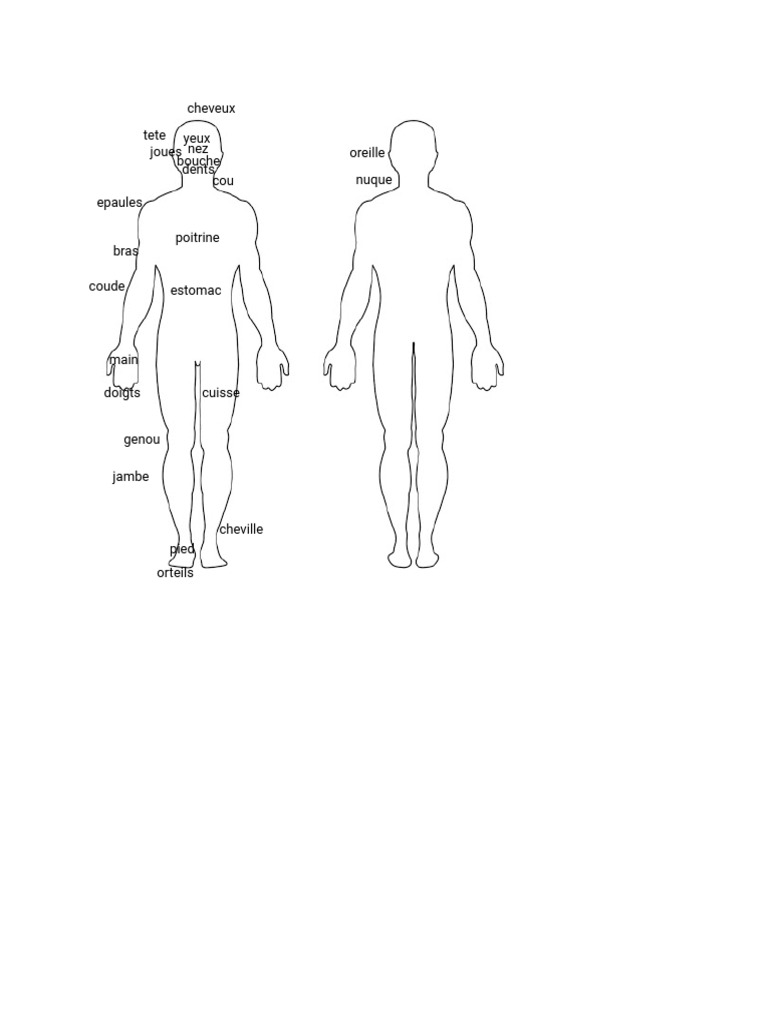 Human body in French | PDF
