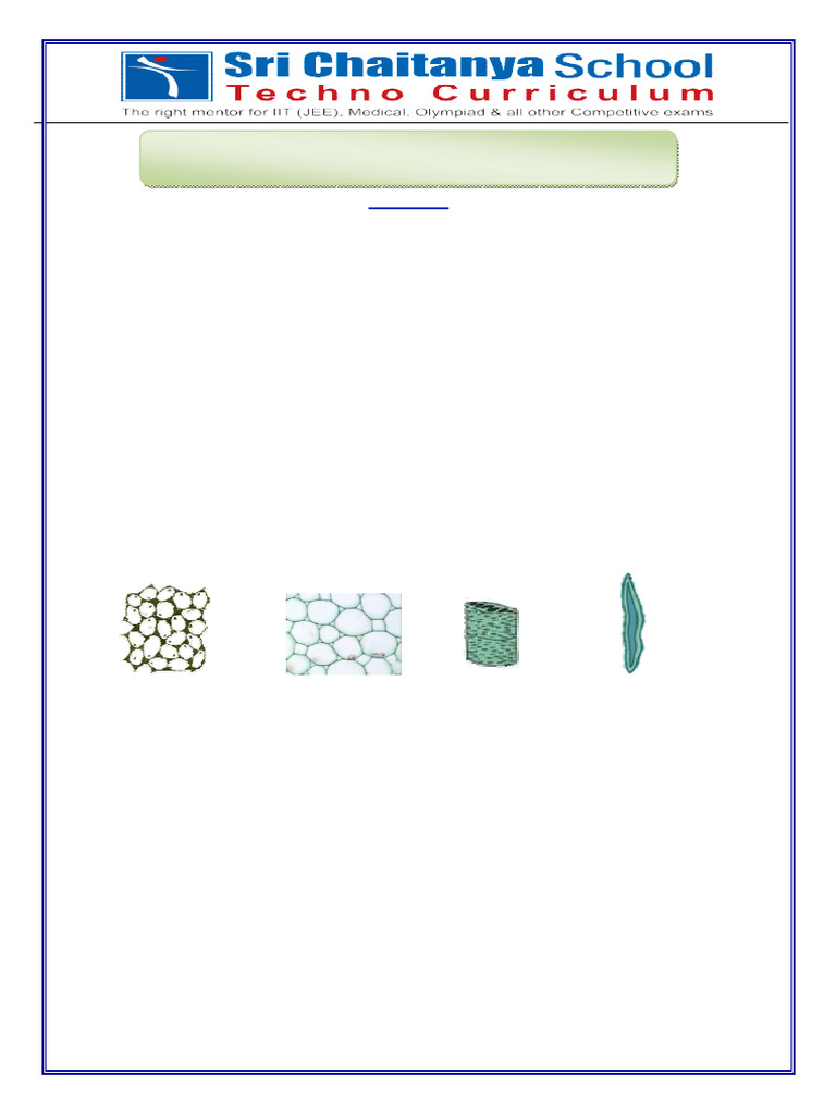 Plant and Animal Tissues Worksheet | PDF | Epithelium | Tissue (Biology)