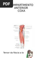 11 - Região Poplítea | PDF | Joelho | Anatomia humana