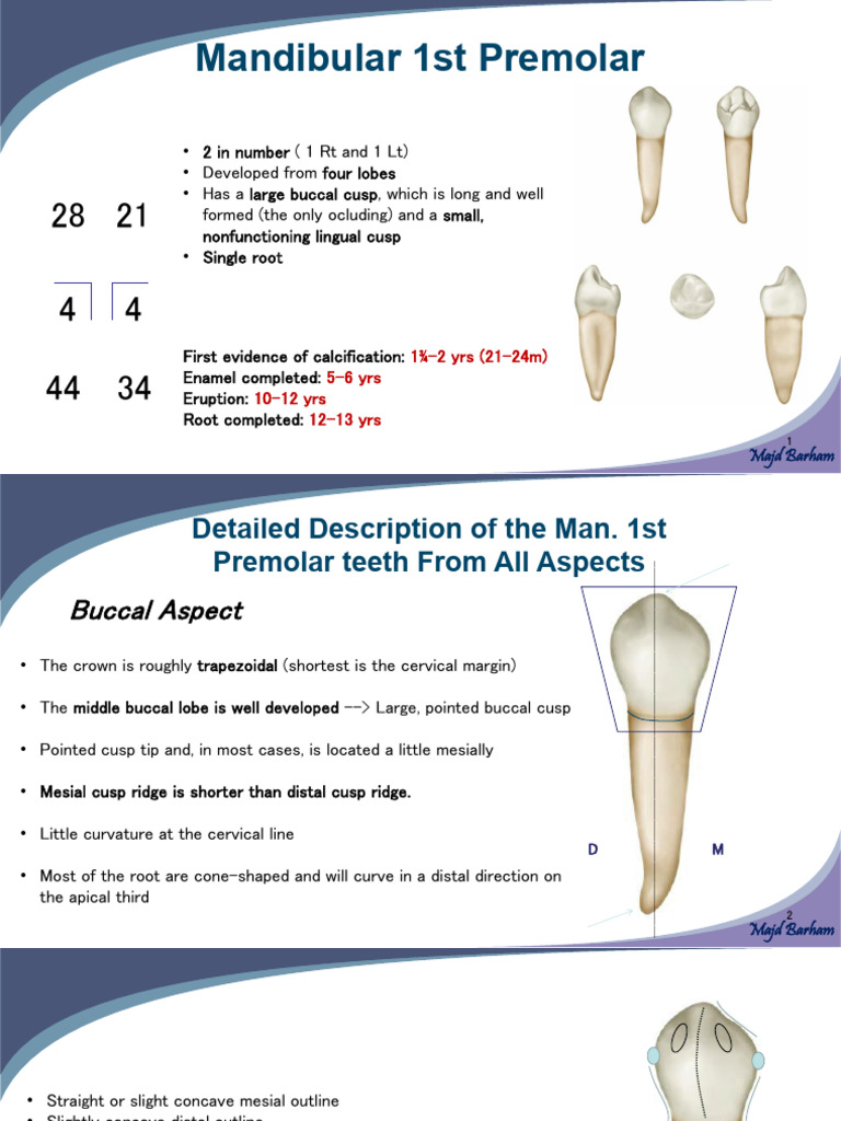 Lab Man. 1st and 2nd Premolars | PDF | Dental Anatomy | Mouth