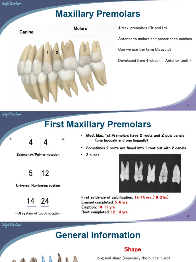 Lab Max. 1st Premolars | PDF | Dental Anatomy | Dentistry Branches