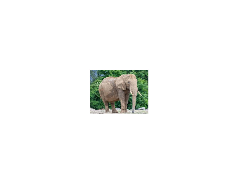 Hathi | PDF